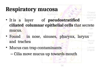 ١anatomy of respiratory system- Copy.pptx