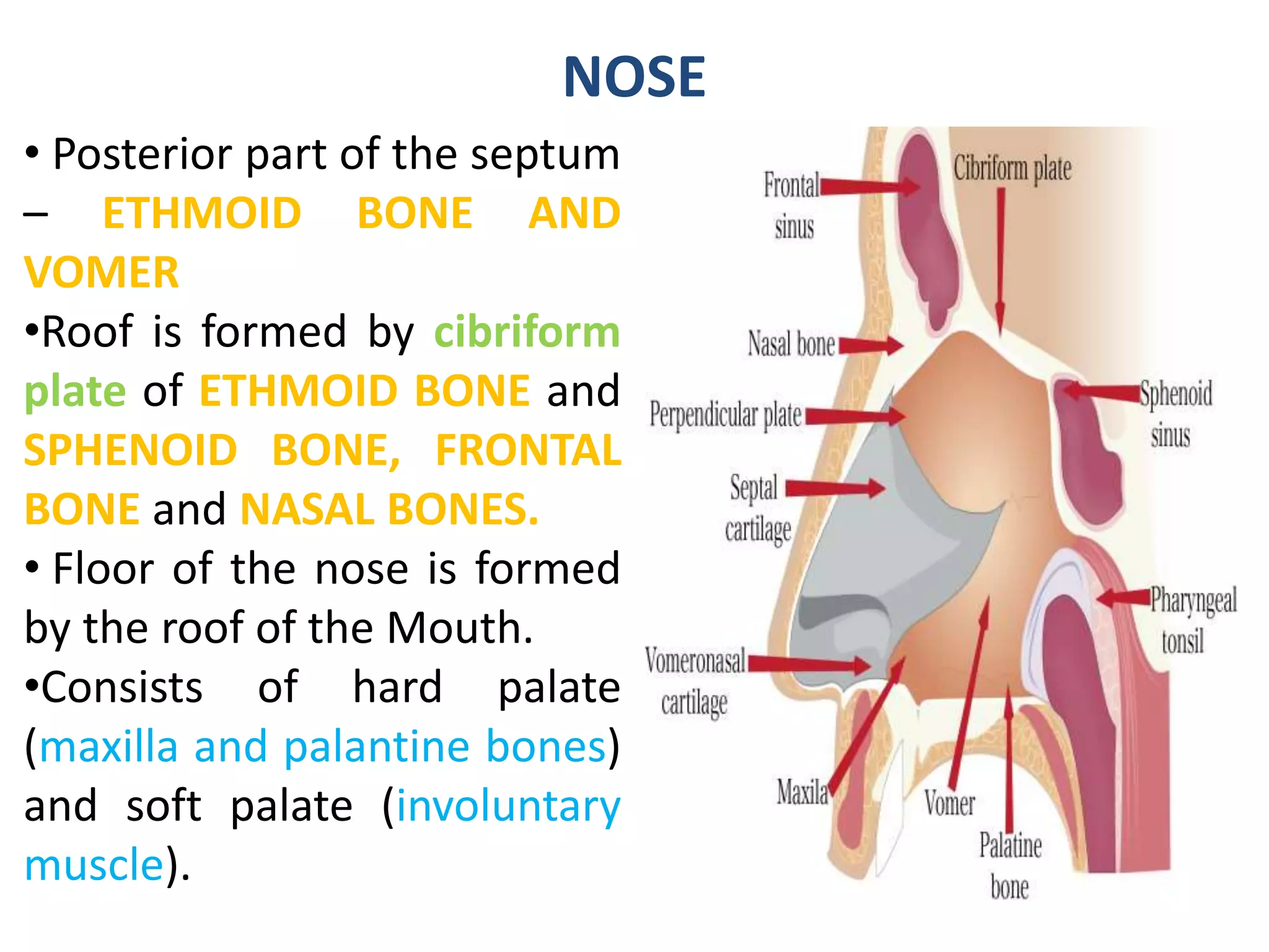Anatomy of respiratory system | PPTX