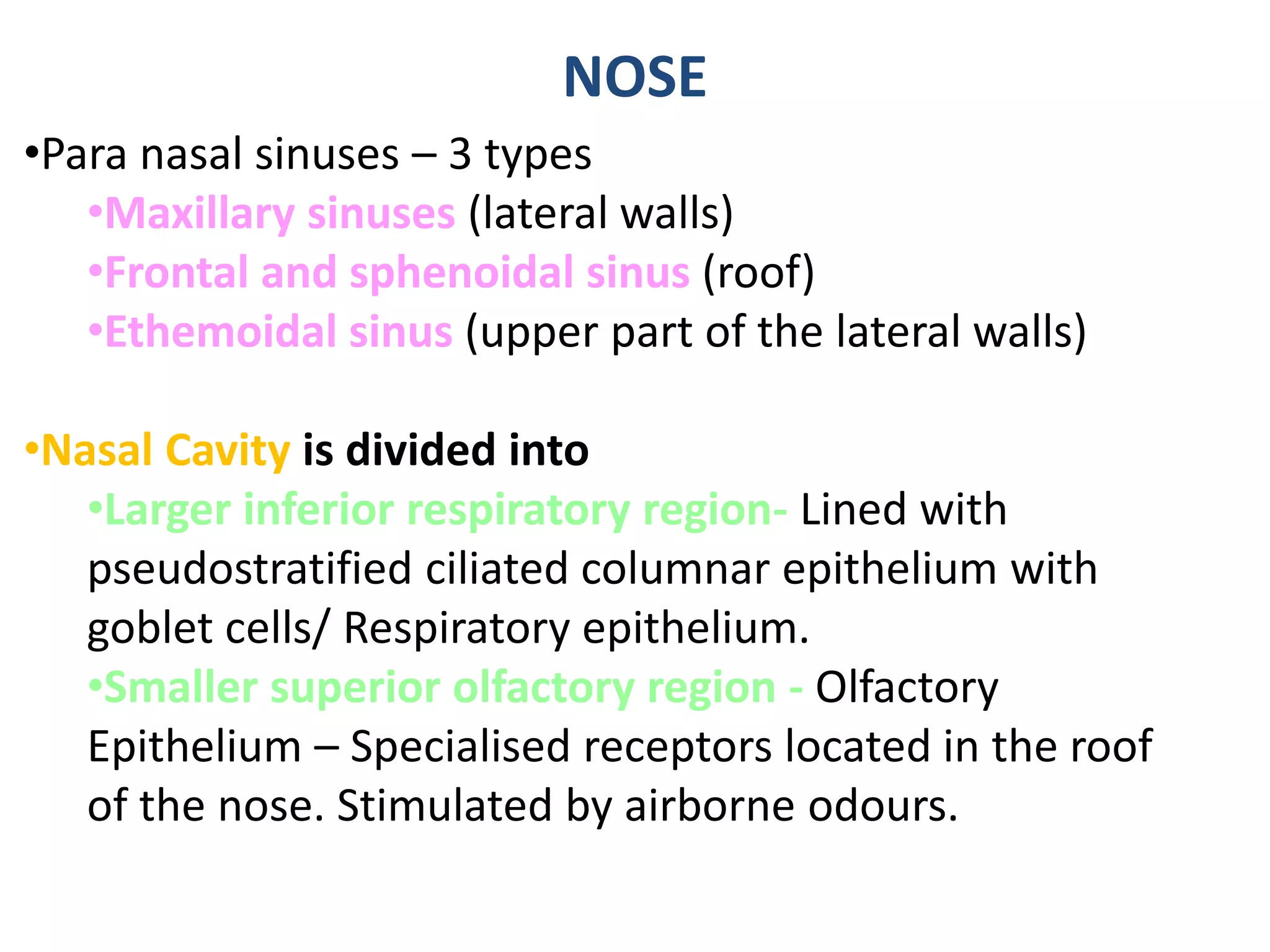Anatomy of respiratory system | PPTX | Ear, Nose and Throat Conditions ...