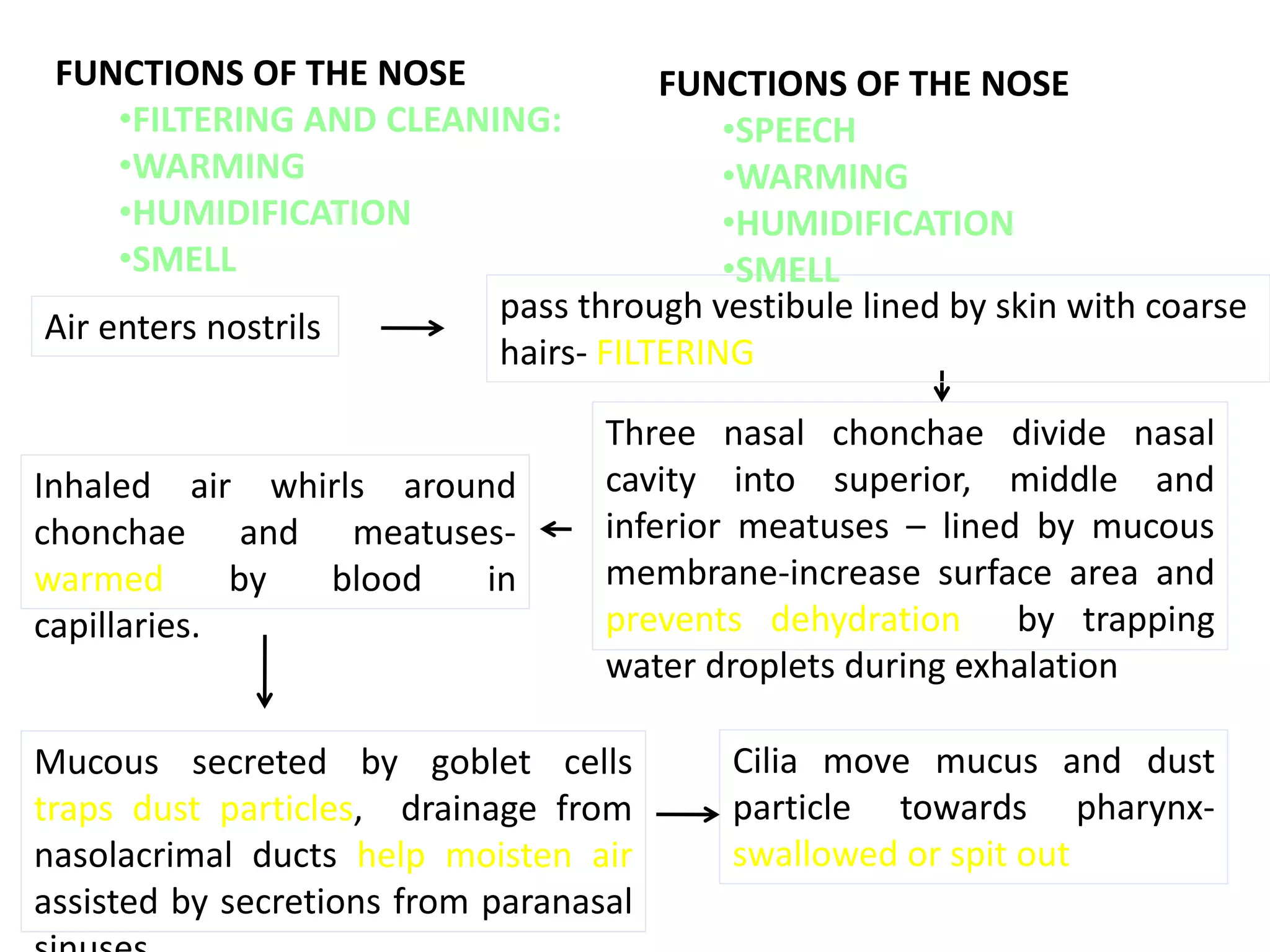 Anatomy of respiratory system | PPTX