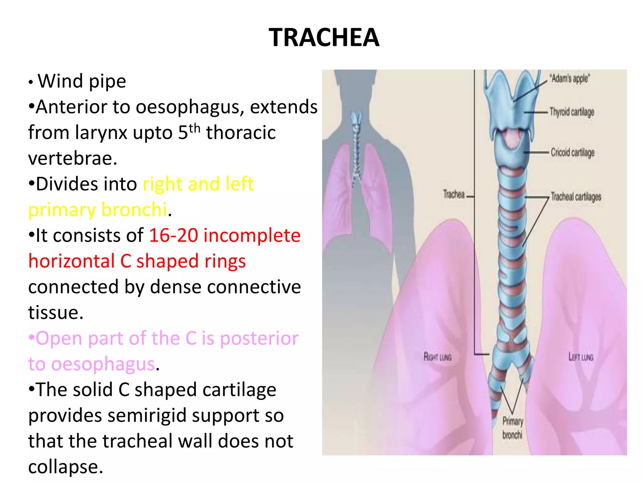 Anatomy of respiratory system | PPTX