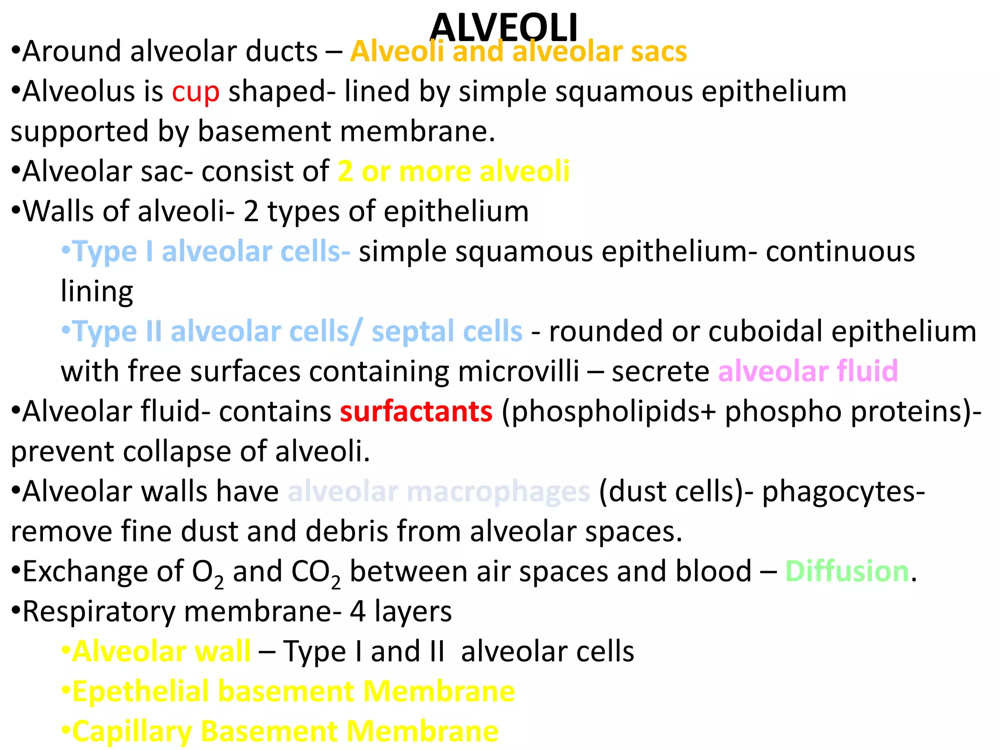 Anatomy of respiratory system | PPTX