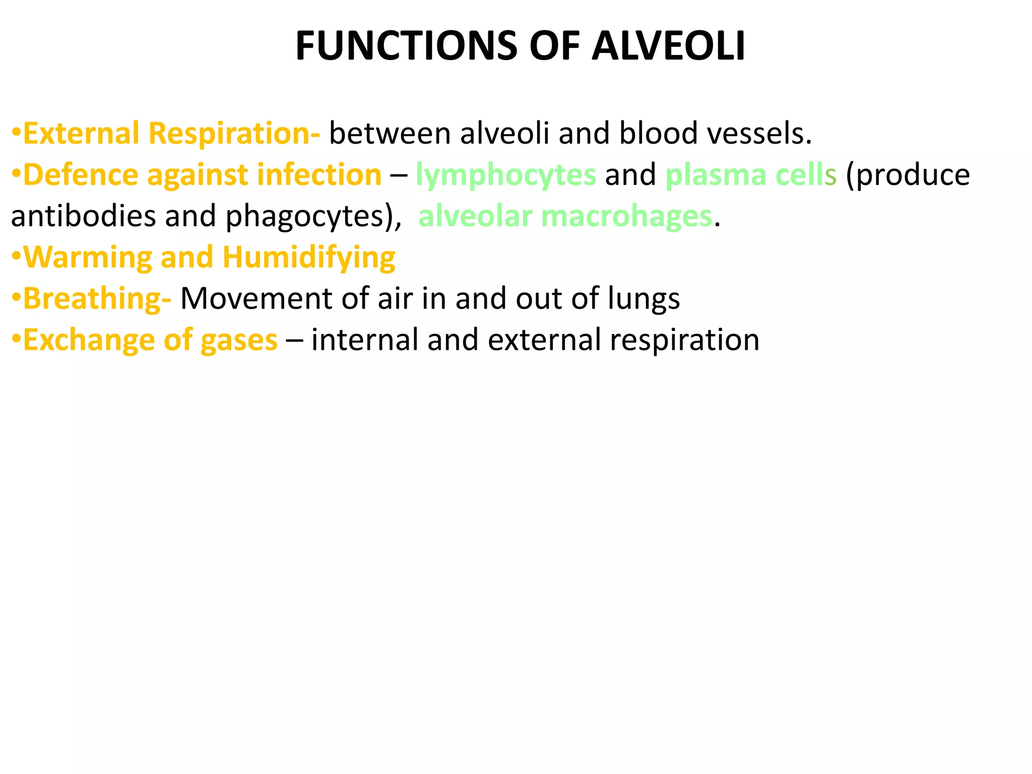 Anatomy of respiratory system | PPTX