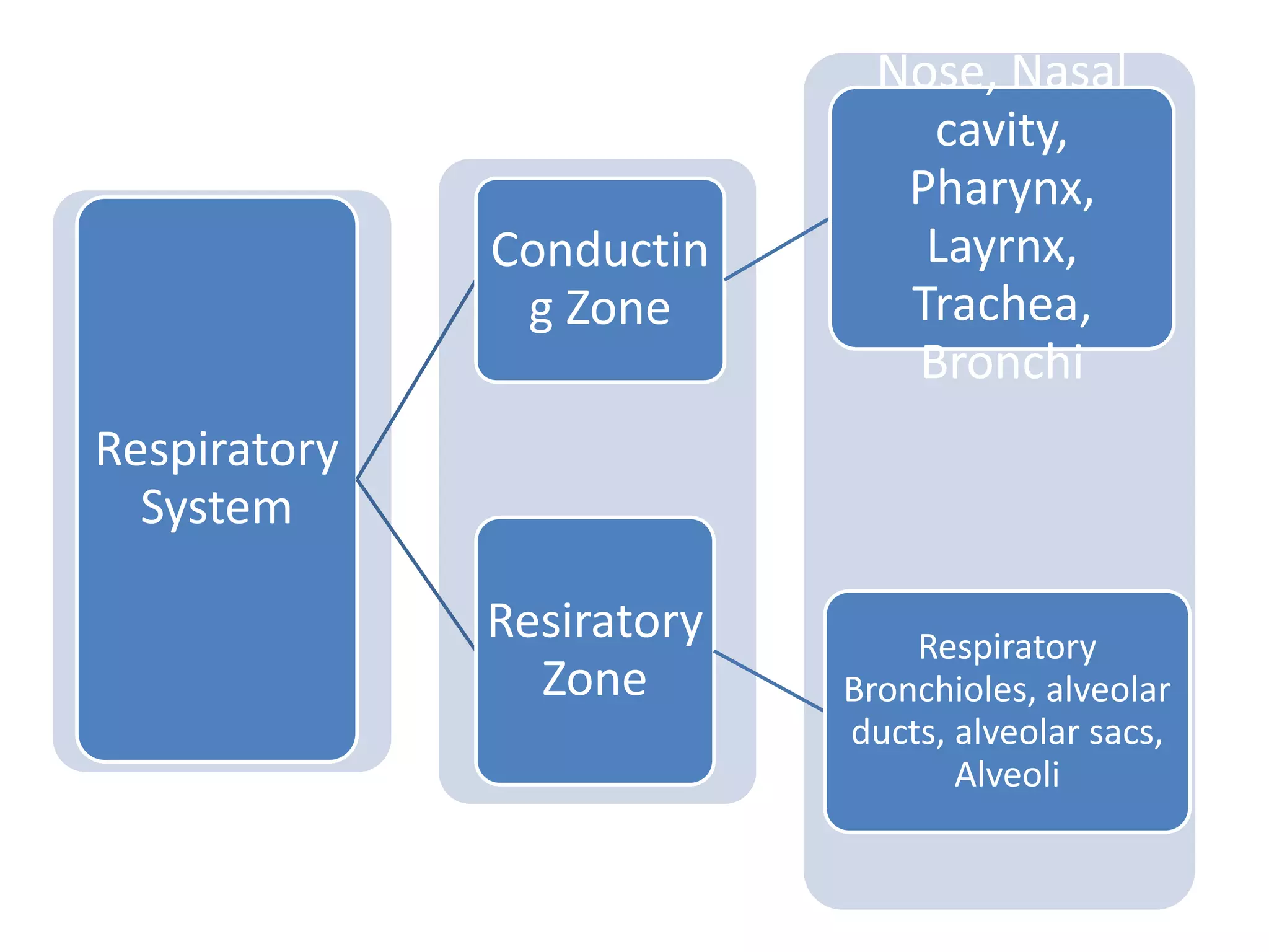 Anatomy of respiratory system | PPTX