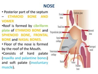 Anatomy of respiratory system | PPTX
