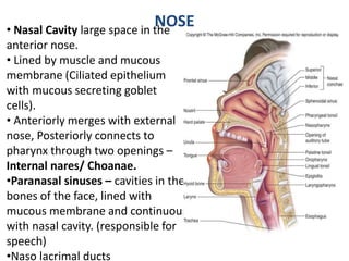 Anatomy of respiratory system | PPTX