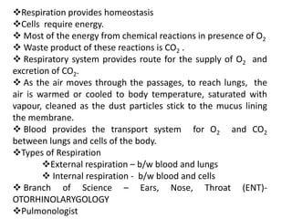 Anatomy of respiratory system | PPTX