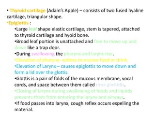 Anatomy of respiratory system | PPTX