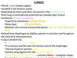 Anatomy of respiratory system | PPTX