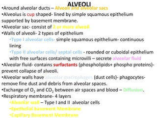 Anatomy of respiratory system | PPTX