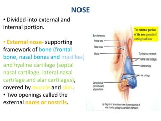 Anatomy of respiratory system | PPTX
