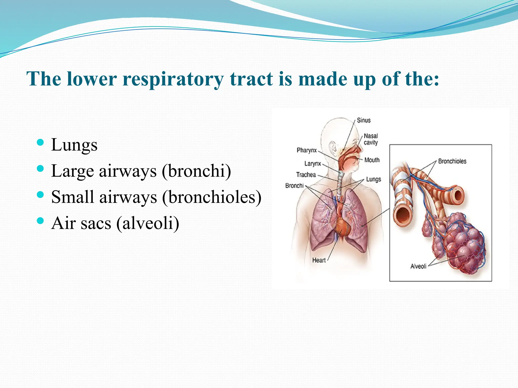 ANATOMY OF RESPIRATORY TRACT upper and lower tract | PPTX