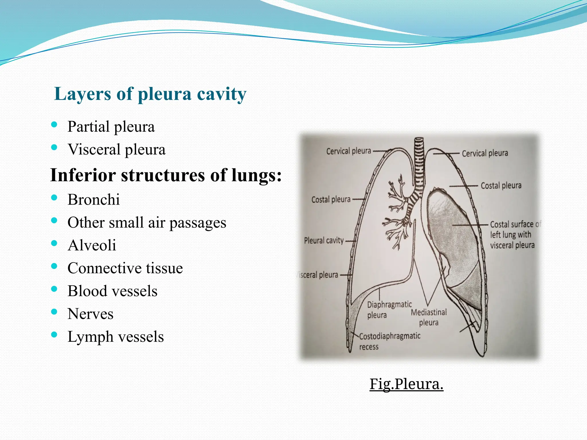 ANATOMY OF RESPIRATORY TRACT upper and lower tract | PPTX