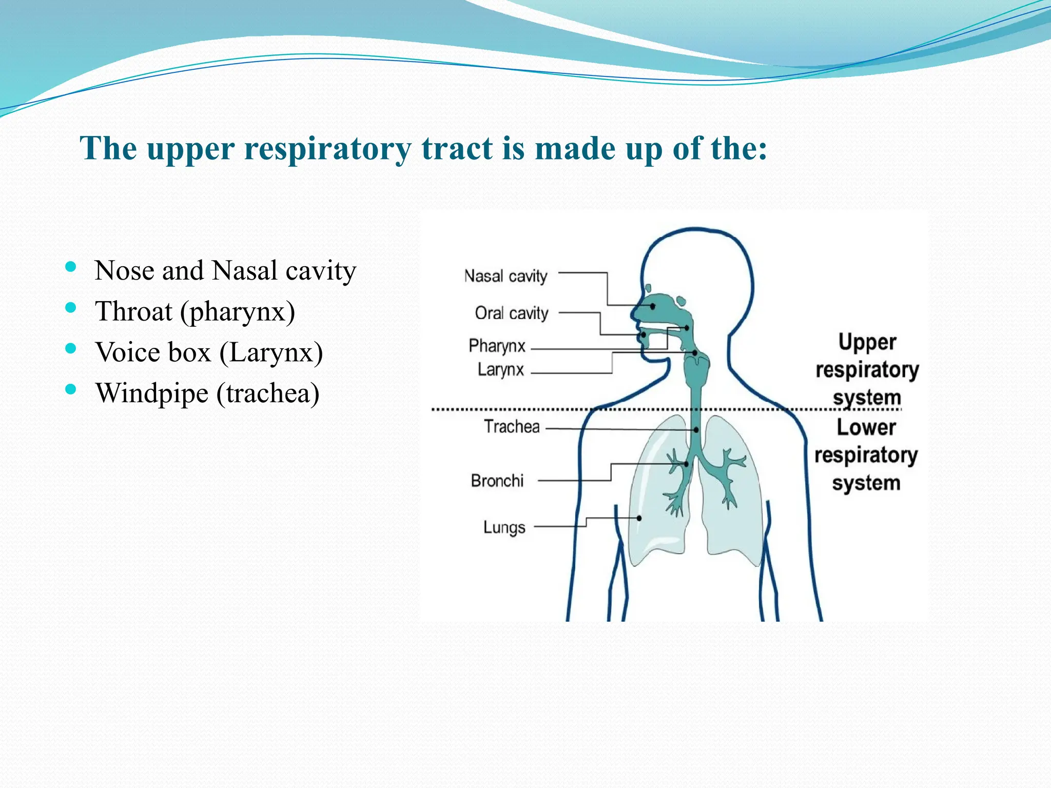 ANATOMY OF RESPIRATORY TRACT upper and lower tract | PPTX