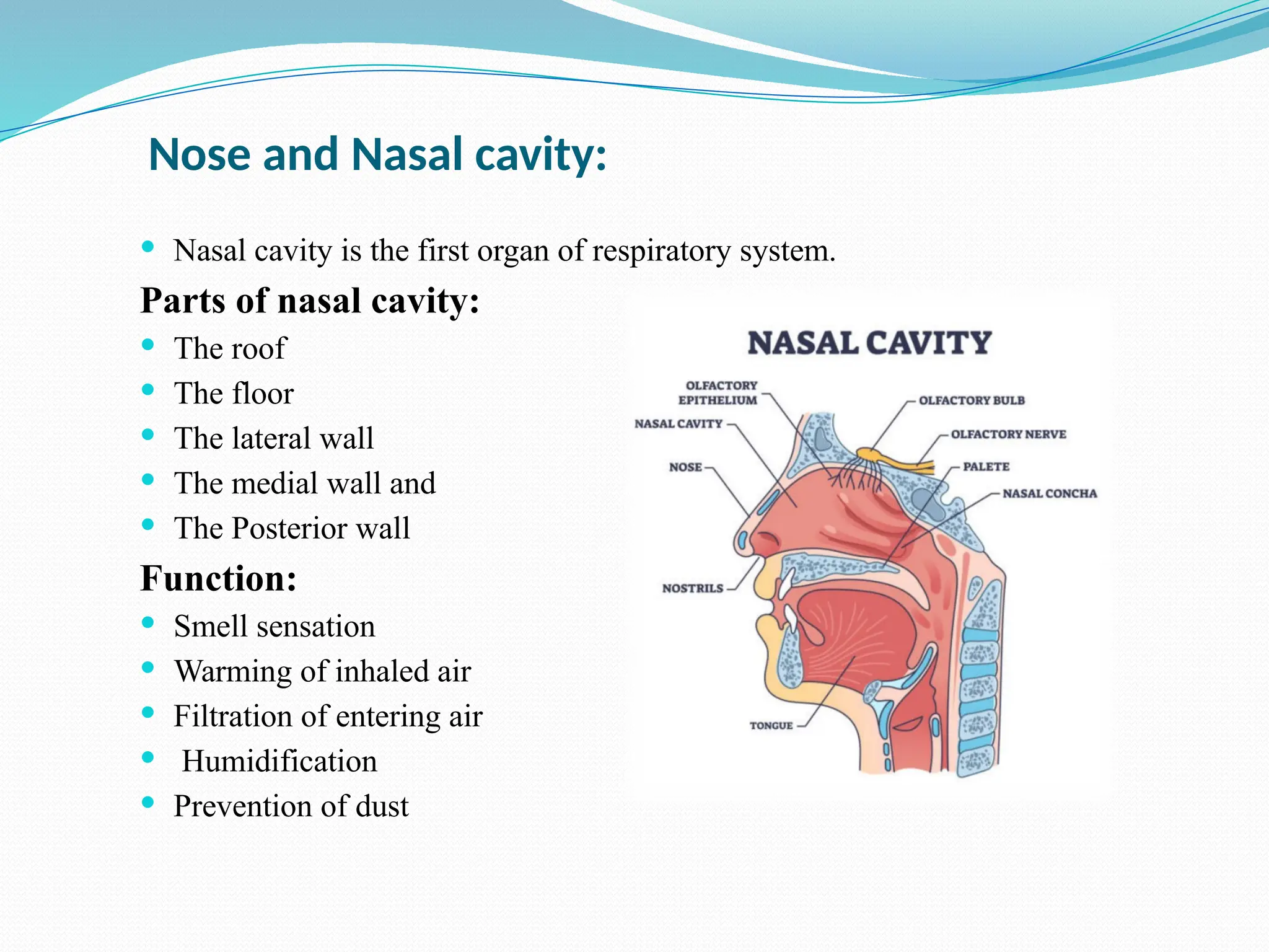ANATOMY OF RESPIRATORY TRACT upper and lower tract | PPTX
