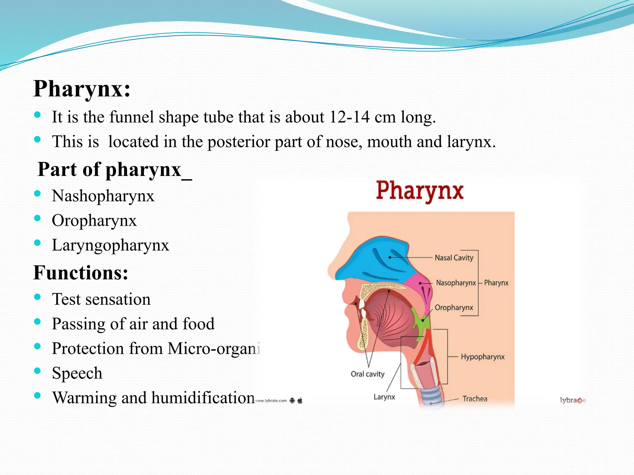 ANATOMY OF RESPIRATORY TRACT upper and lower tract | PPTX