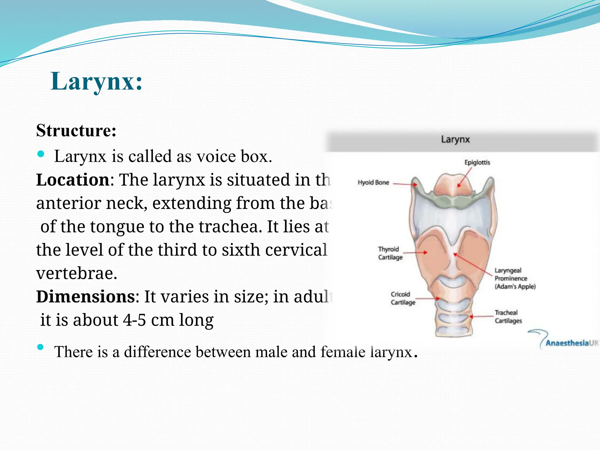 ANATOMY OF RESPIRATORY TRACT upper and lower tract | PPTX