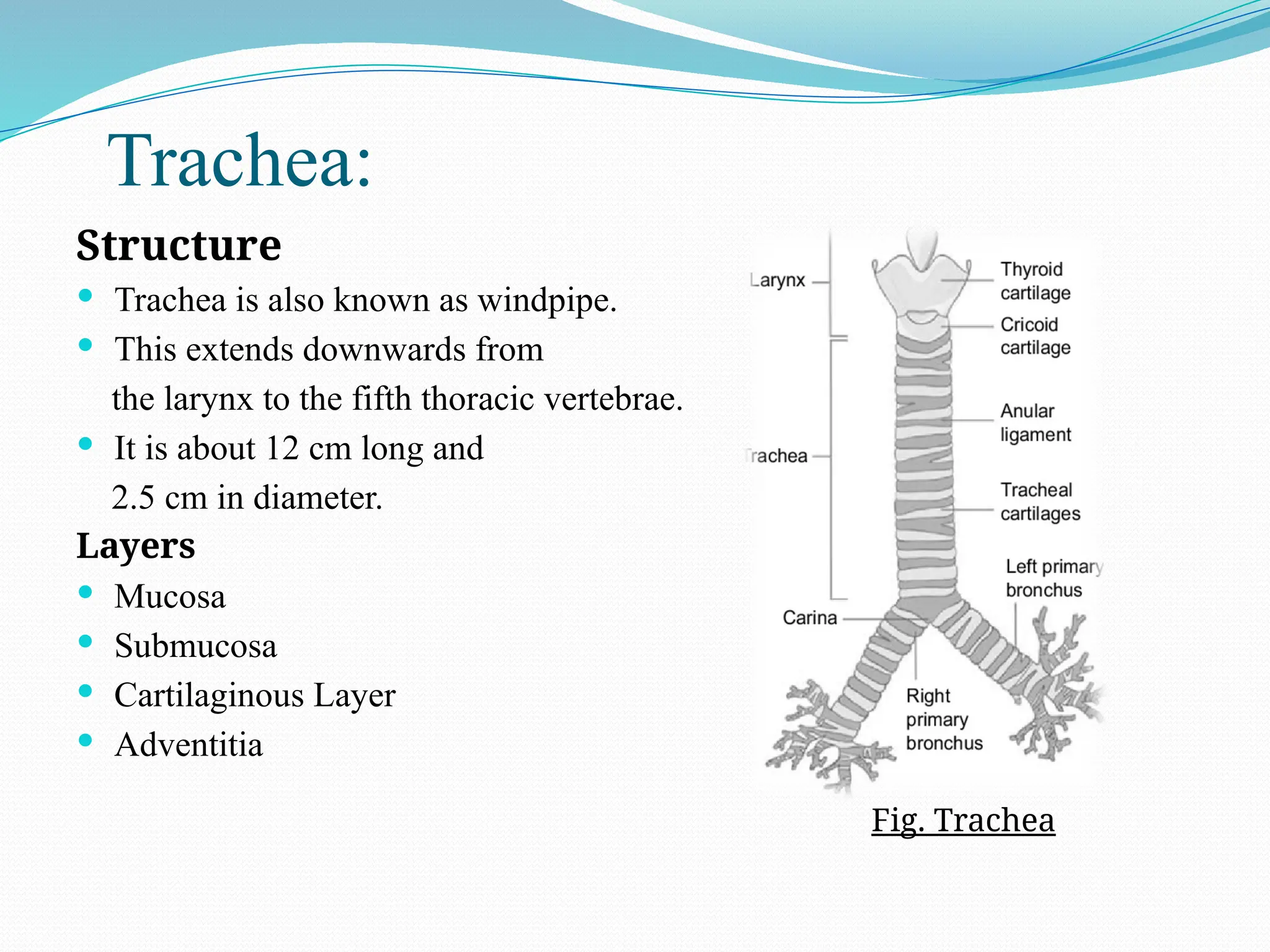 ANATOMY OF RESPIRATORY TRACT upper and lower tract | PPTX