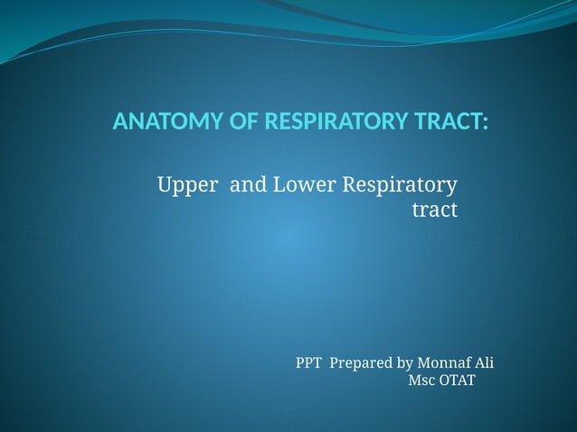 ANATOMY OF RESPIRATORY TRACT upper and lower tract | PPTX | Lung and ...