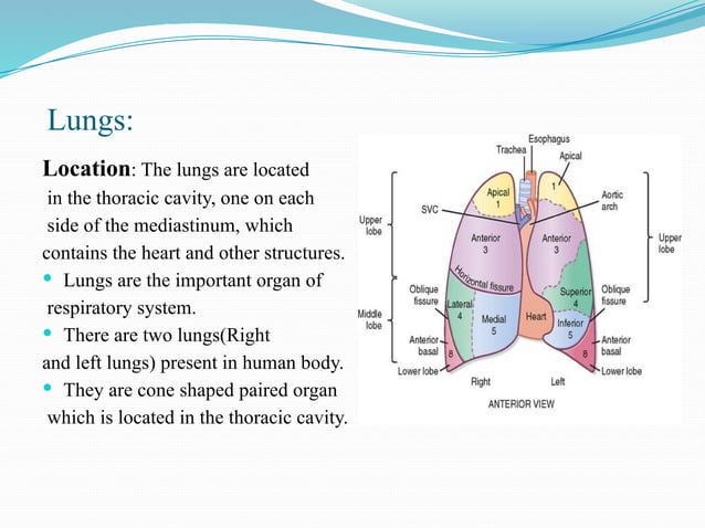 ANATOMY OF RESPIRATORY TRACT upper and lower tract | PPTX | Lung and ...