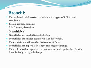 ANATOMY OF RESPIRATORY TRACT upper and lower tract | PPTX