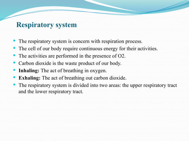 ANATOMY OF RESPIRATORY TRACT upper and lower tract | PPTX | Lung and ...