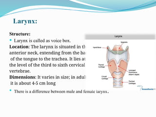 ANATOMY OF RESPIRATORY TRACT upper and lower tract | PPTX