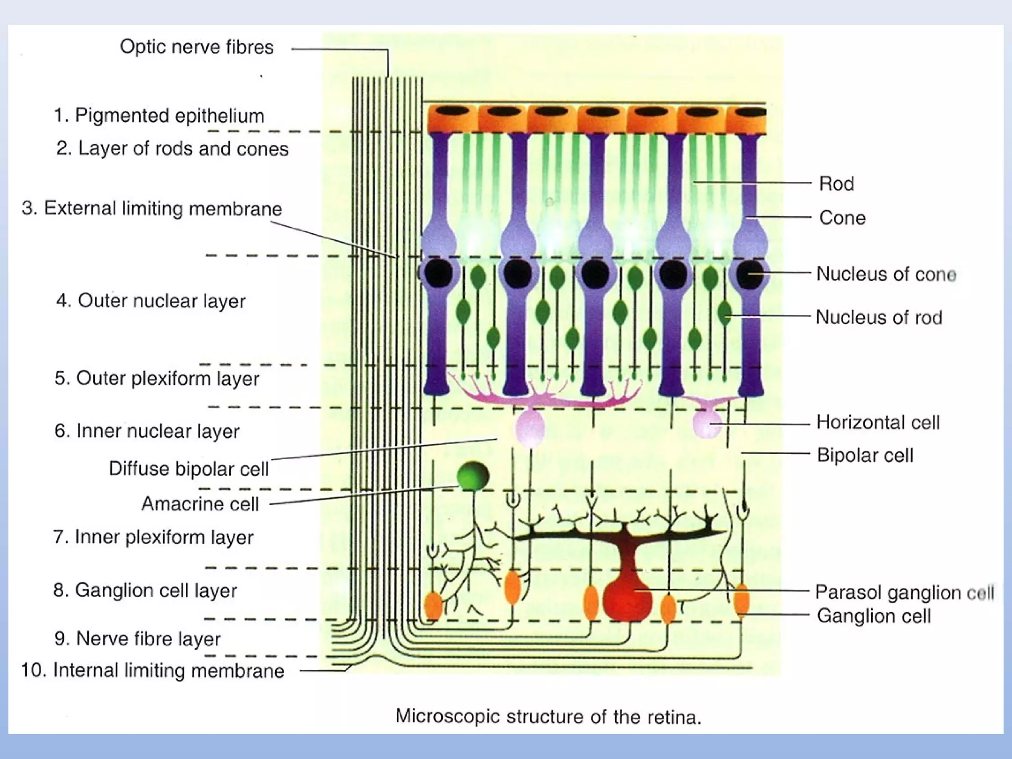 Anatomy of Retina | PPT