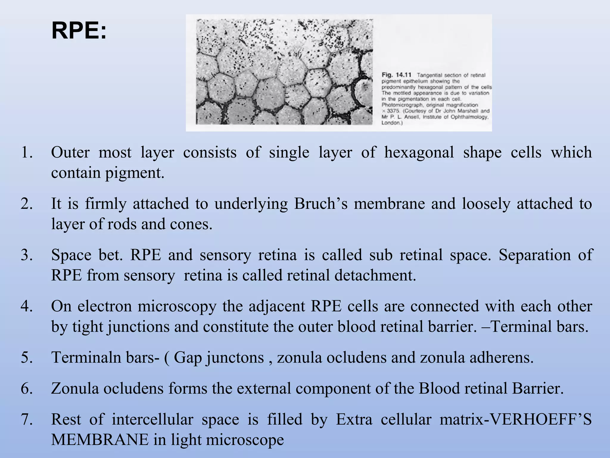 Anatomy of Retina | PPT