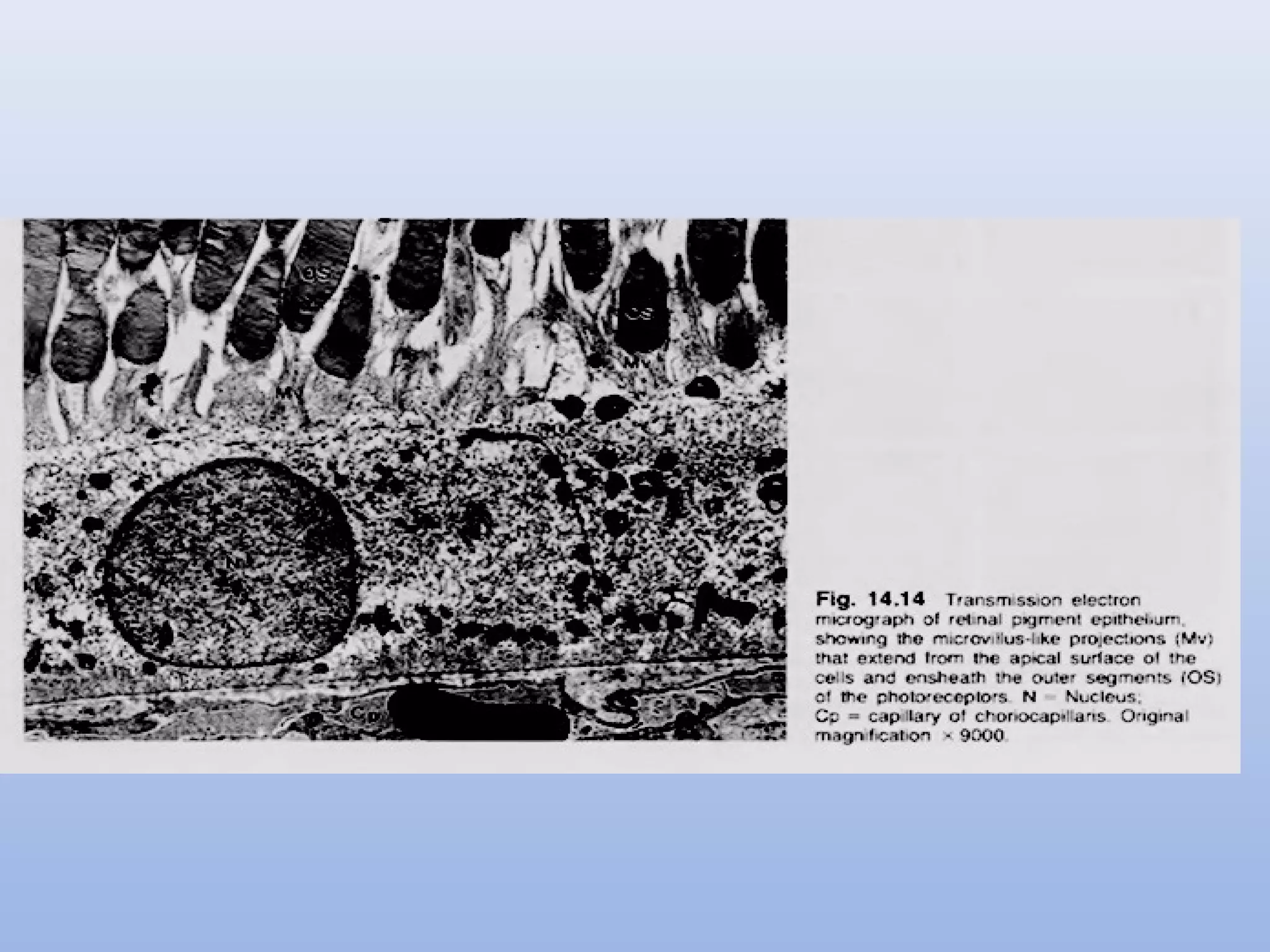 Anatomy of Retina | PPT