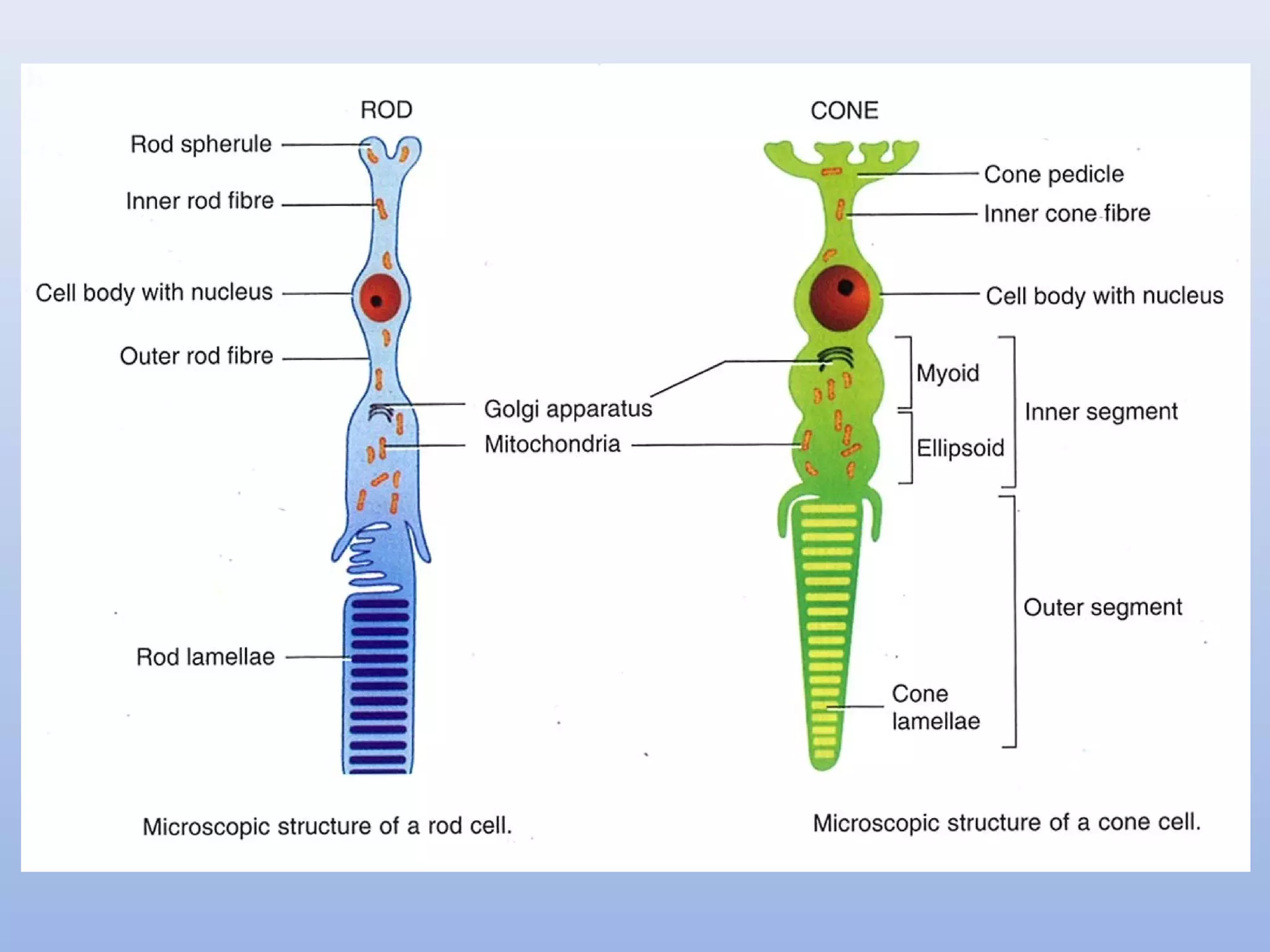Anatomy of Retina | PPT