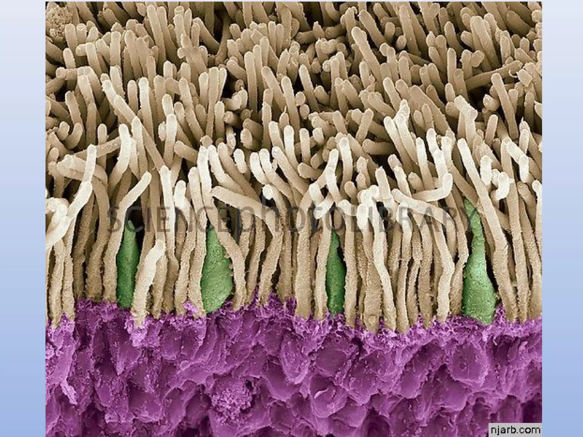 Anatomy of Retina | PPT