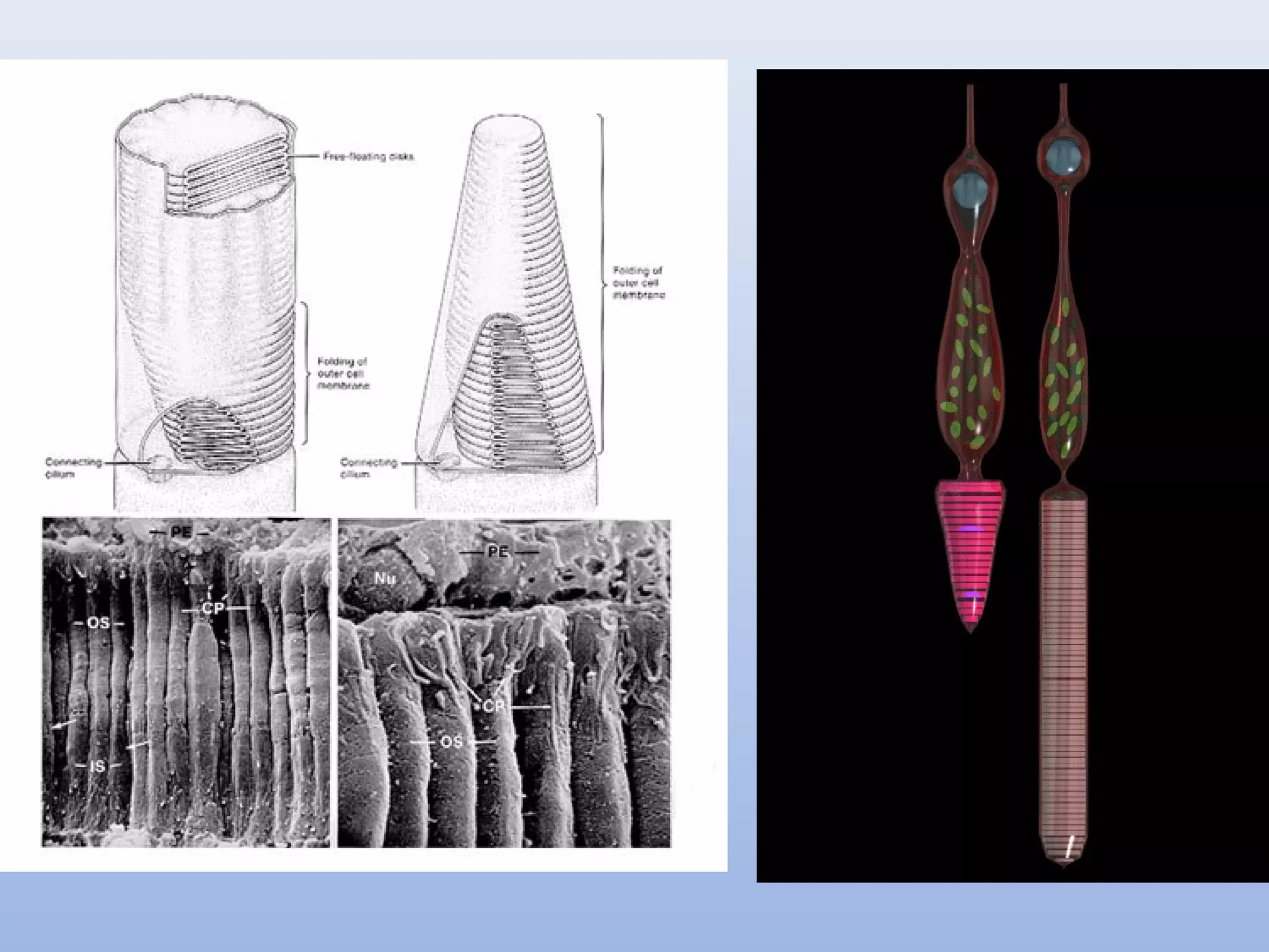 Anatomy of Retina | PPT