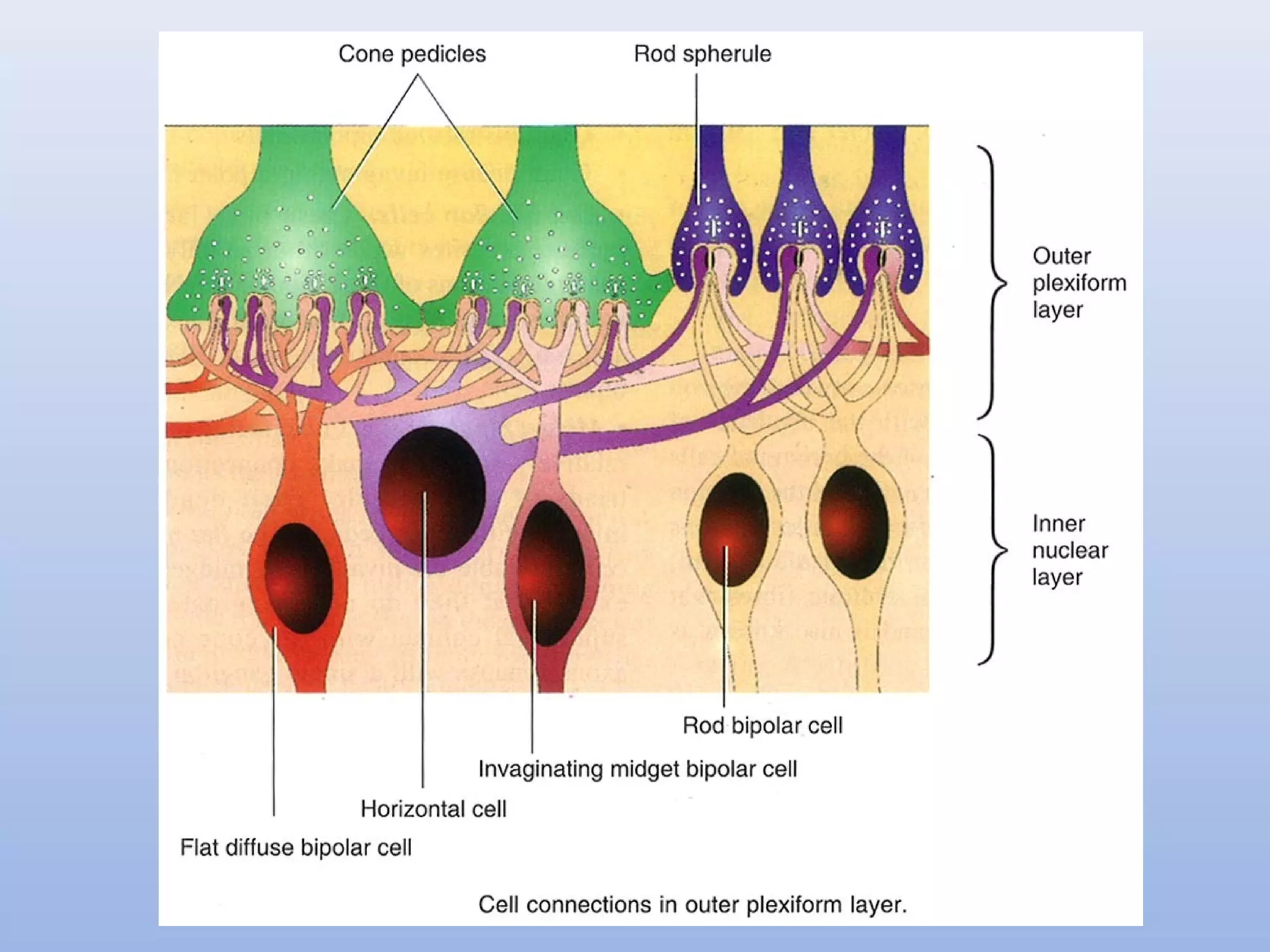 Anatomy of Retina | PPT