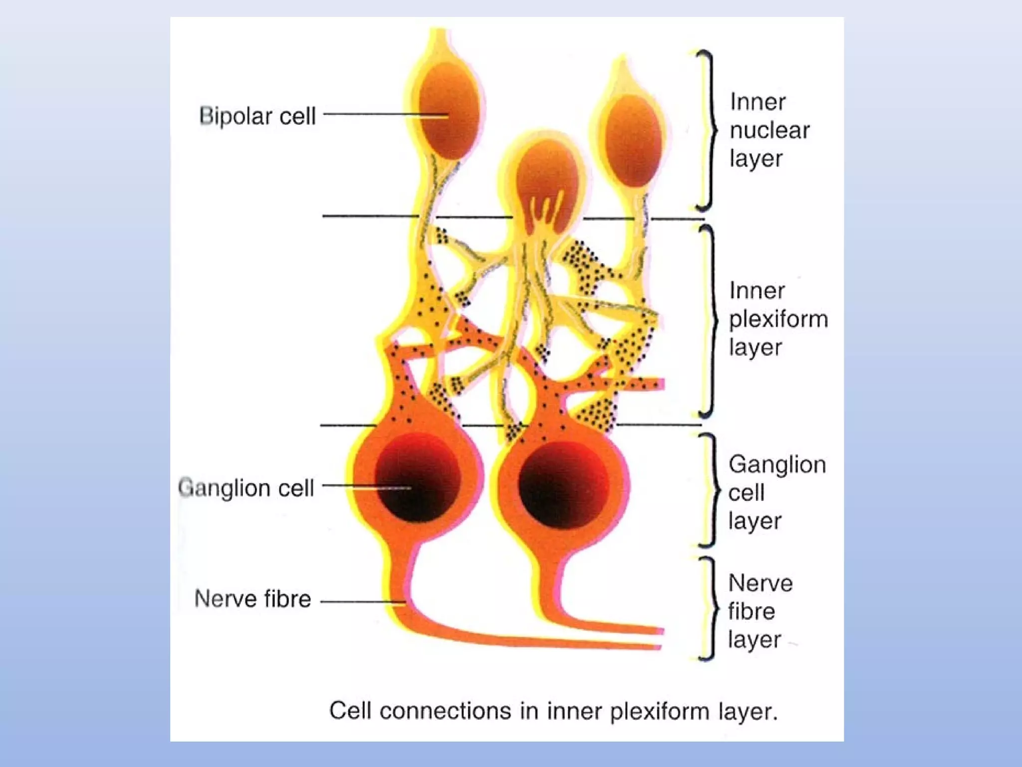 Anatomy of Retina | PPT