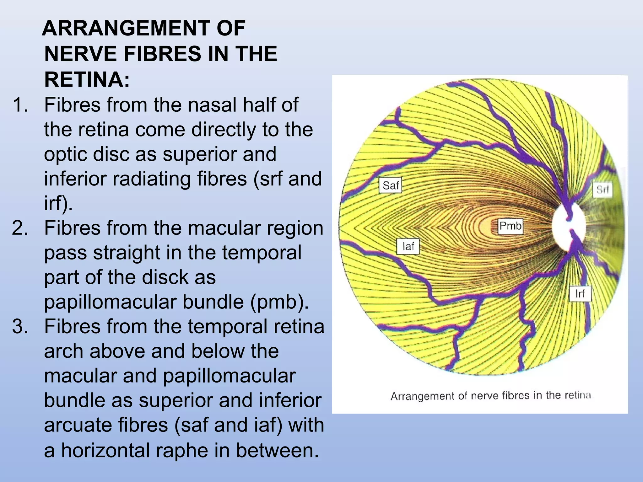 Anatomy of Retina | PPT