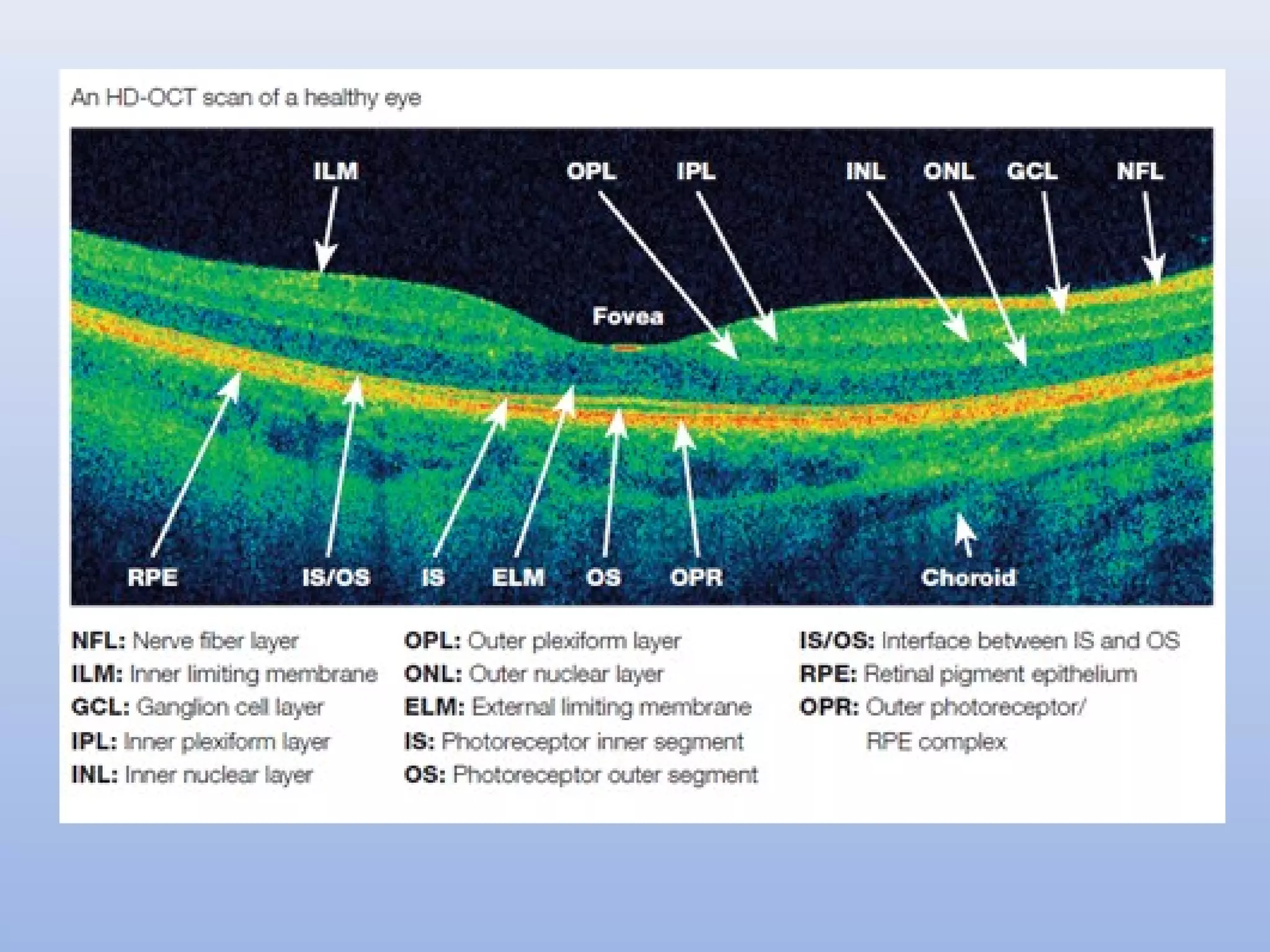 Anatomy of Retina | PPT