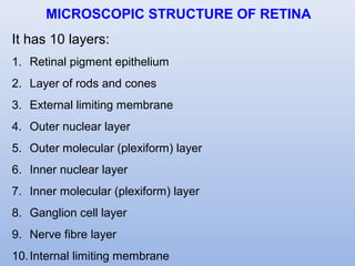 Anatomy of Retina | PPT