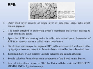 Anatomy of Retina | PPT