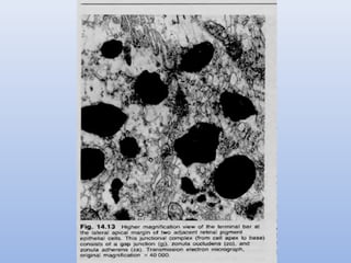 Anatomy of Retina | PPT