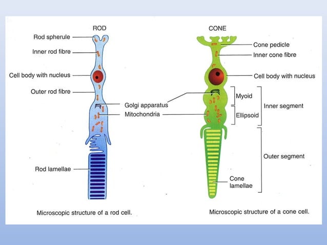 Anatomy of Retina | PPT | Eye and Vision Conditions | Diseases and ...