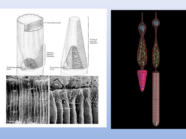 Anatomy of Retina | PPT | Eye and Vision Conditions | Diseases and ...