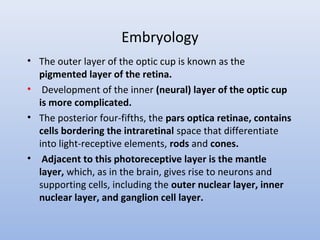 Anatomy of Retina | PPT