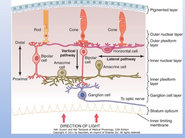 Anatomy of Retina | PPT | Eye and Vision Conditions | Diseases and ...