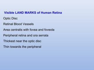 Anatomy of Retina | PPT