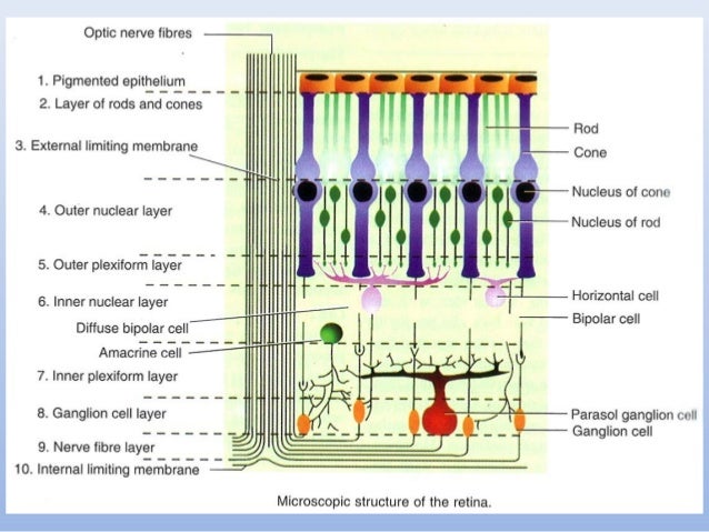 Anatomy of Retina