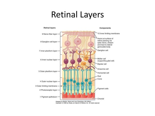 Anatomy of retina | PPTX | Eye and Vision Conditions | Diseases and ...