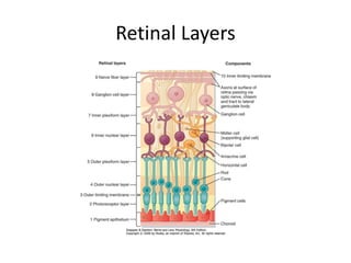 Oct Retinal Layers Labeled