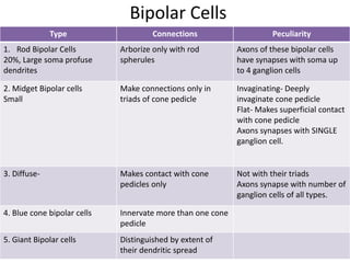 Anatomy of retina | PPT