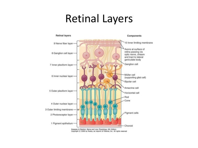 Anatomy of retina